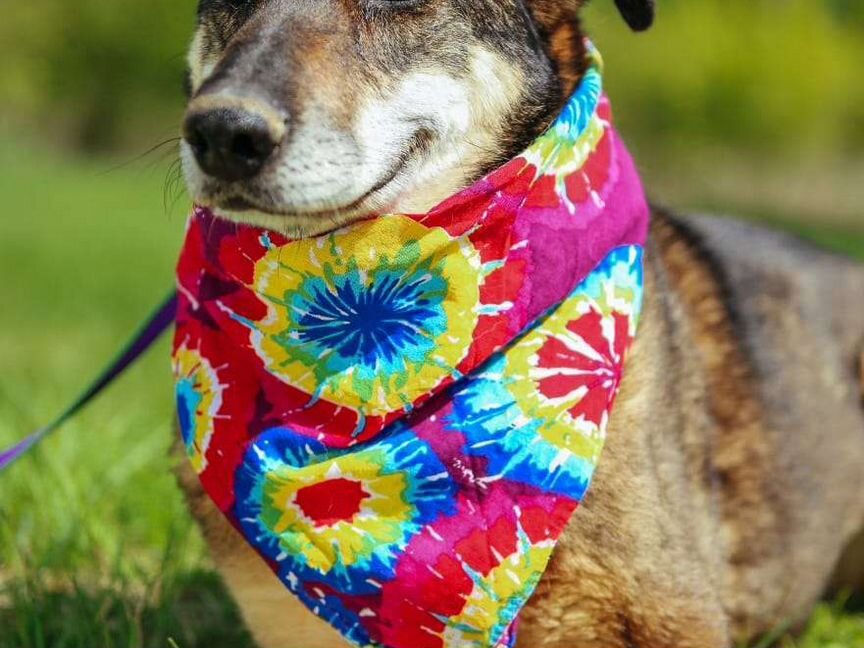 Старушка Магда ищет дом