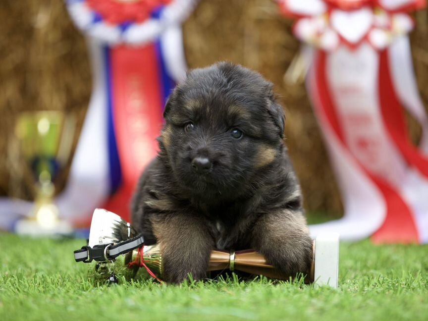 Малыши немецкой овчарки. Питомник РКФ