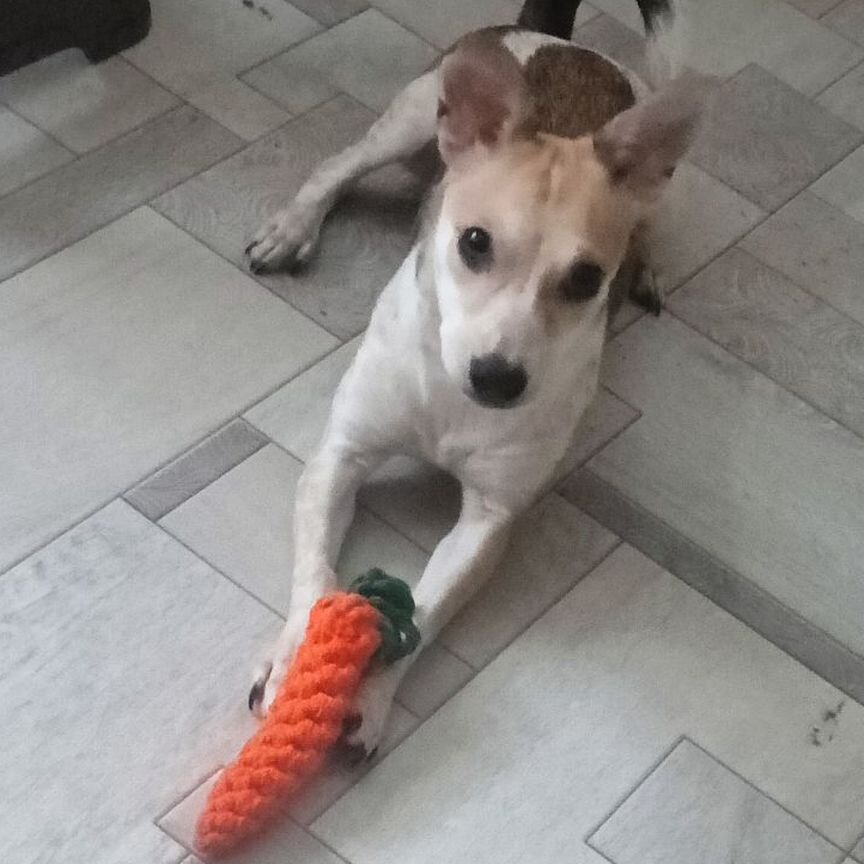 Джек-рассел-терьер, взрослая собака