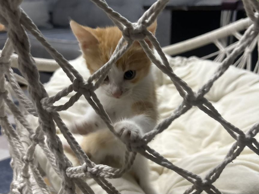 Котята отдам в добрые руки бесплатно