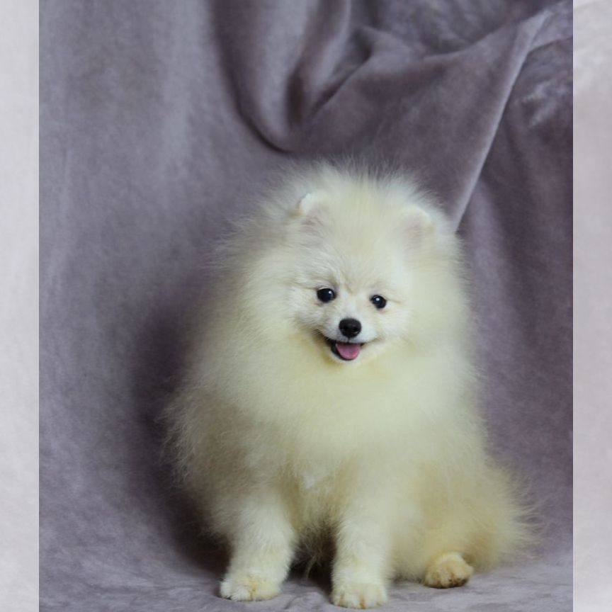 Померанский шпиц, щенок