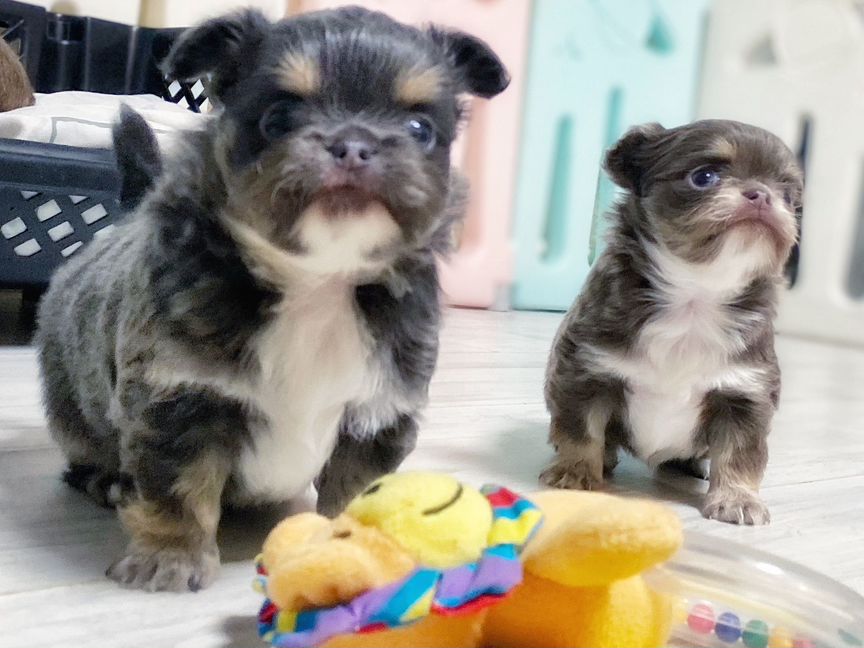 Шикарный голубой парень дш