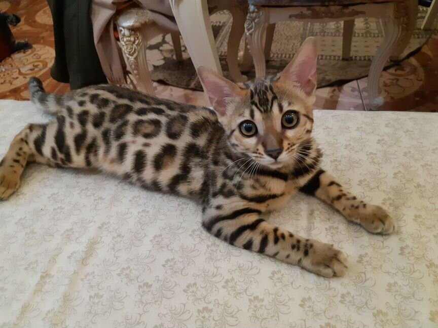 Бенгальская