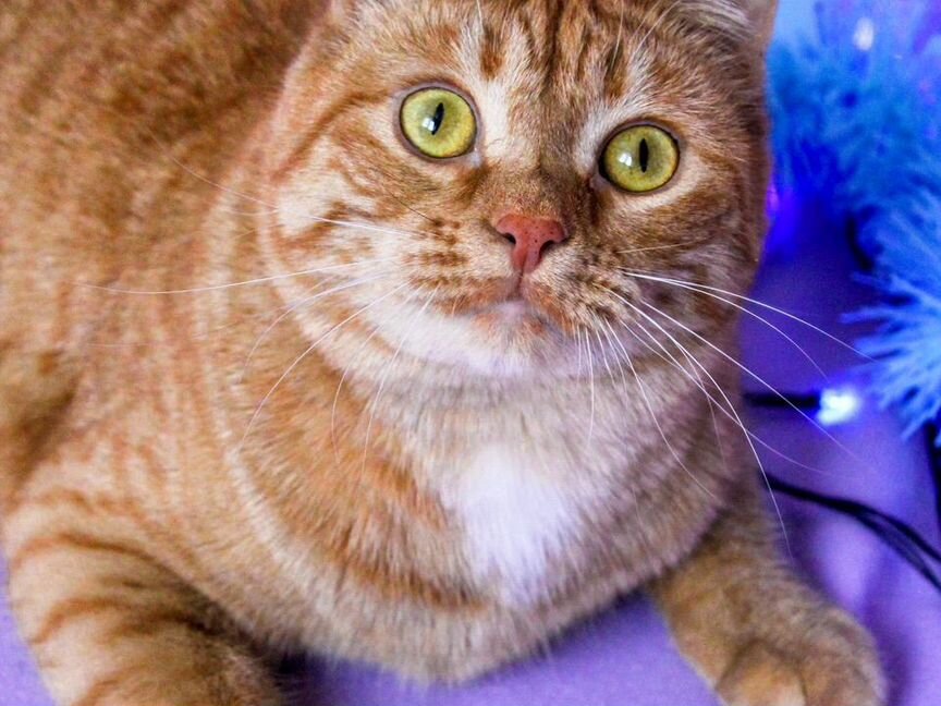 Рыжая кошка Дафна в добрые руки