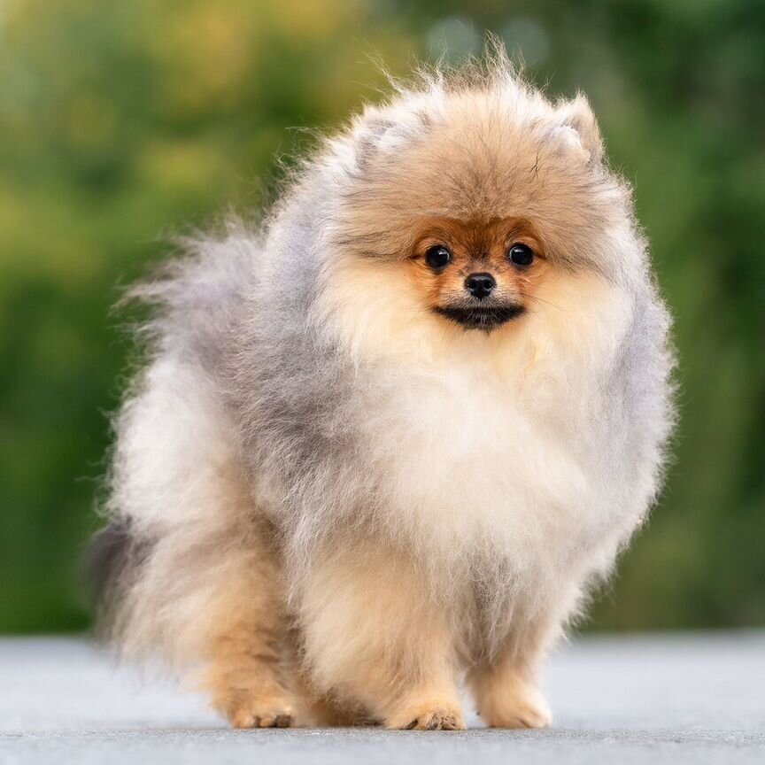 Померанский шпиц щенок мальчик