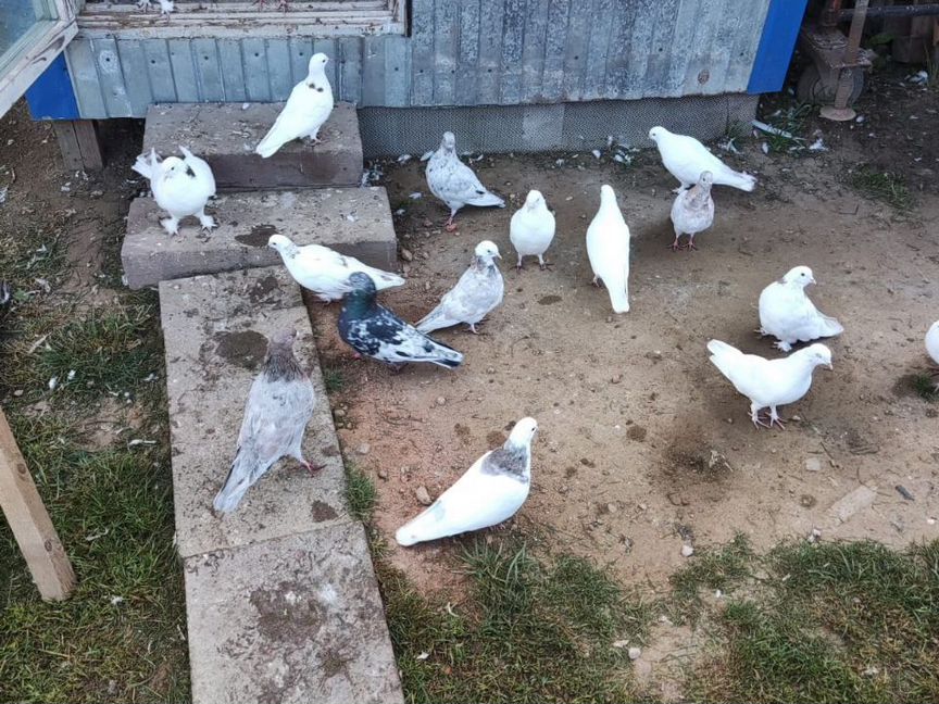 Продаю пародистых армянских голубей