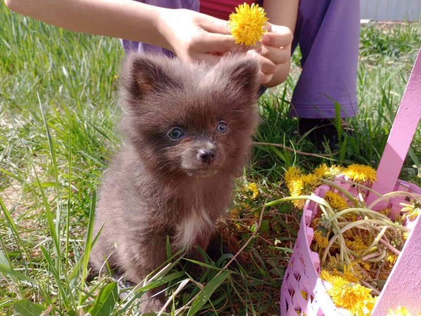 Эксклюзивный мальчик