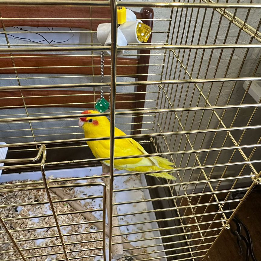 Попугаи кокарики