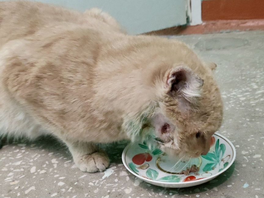 Раненый котик