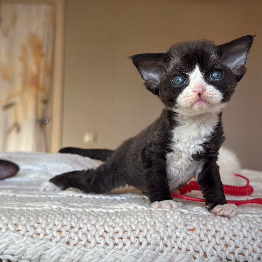 Девон-рекс котёнок