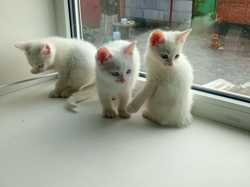 Котята као мани