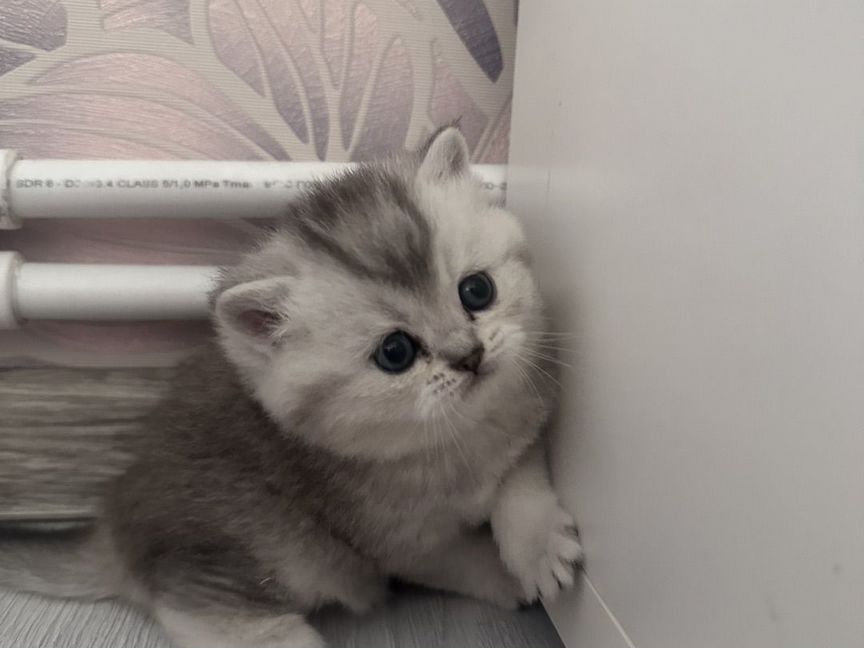 Шотландские будочки
