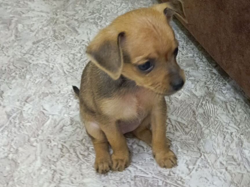 Мини той-терьер щенки