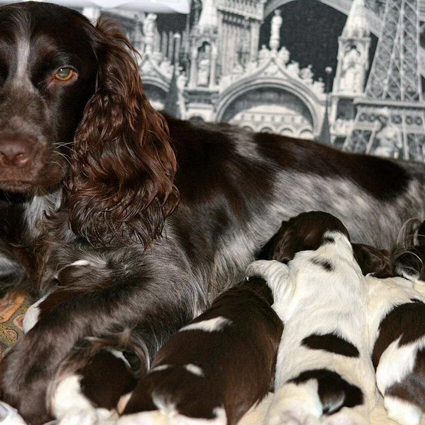 Русский спаниель щеночки