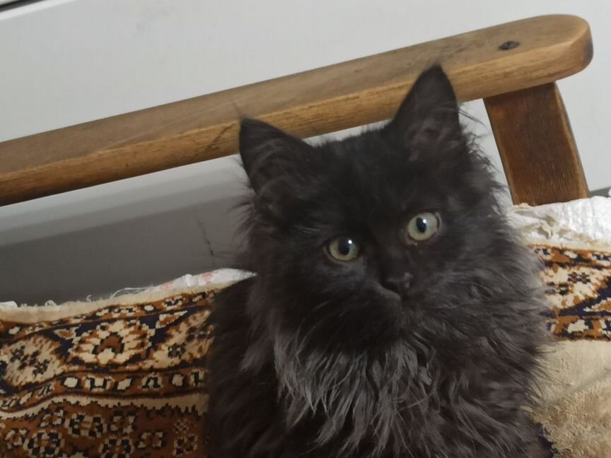 Кошка
