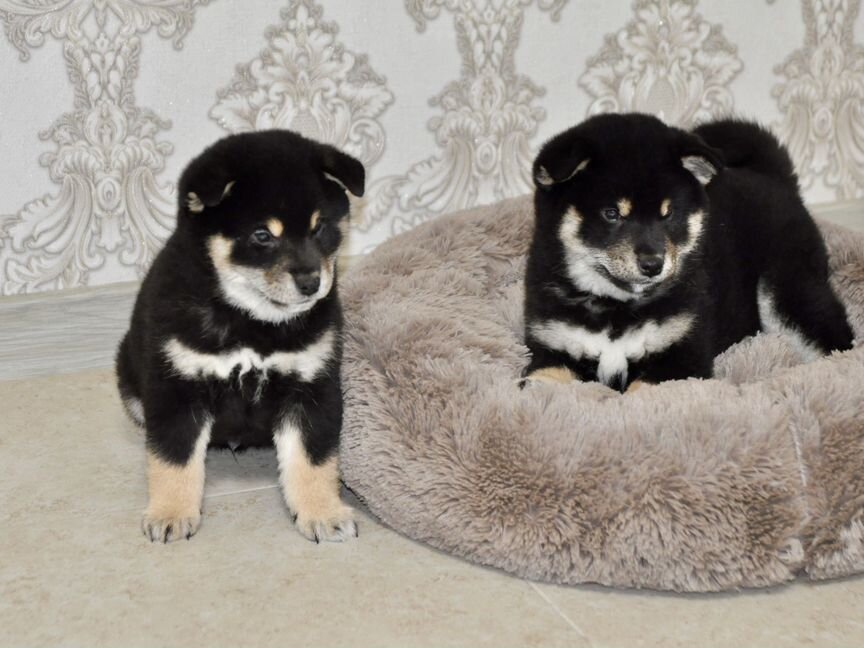 Сиба-ину черно-подпалые