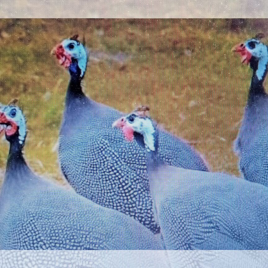 Цесарка яйцо