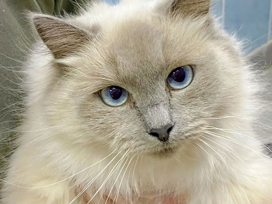 Голубоглазая кошечка ищет дом