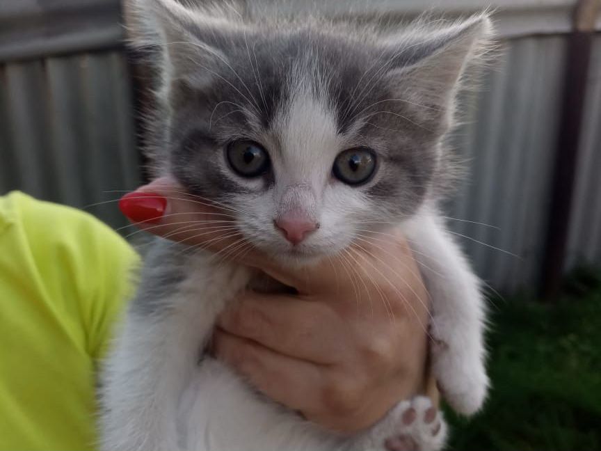 Котята в добрые руки