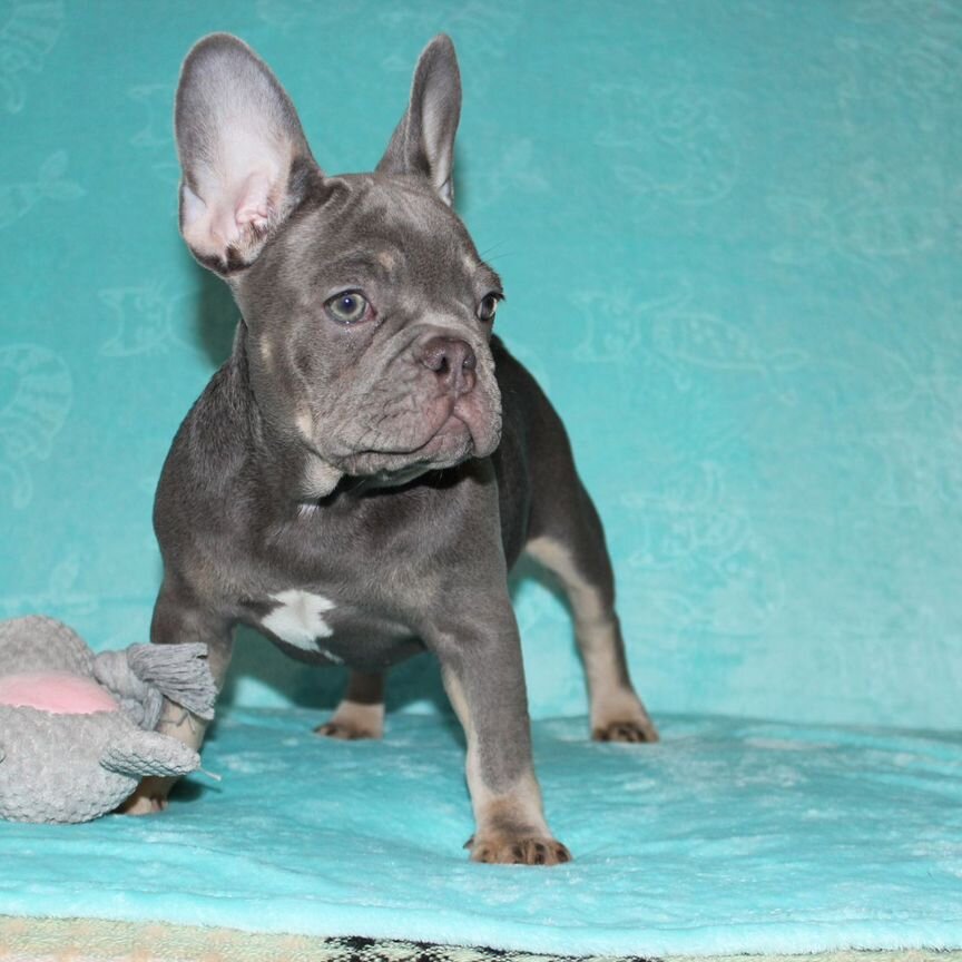 Лиловая девочка чемпионская линия