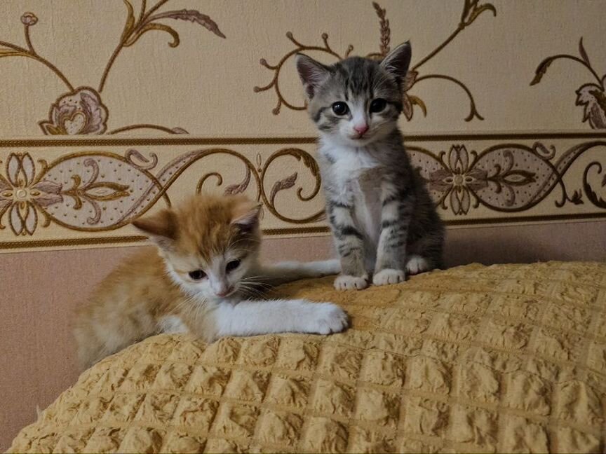 Кошка обычная