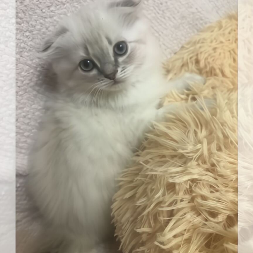 Шотландский вислоухий длинношёрстный котёнок