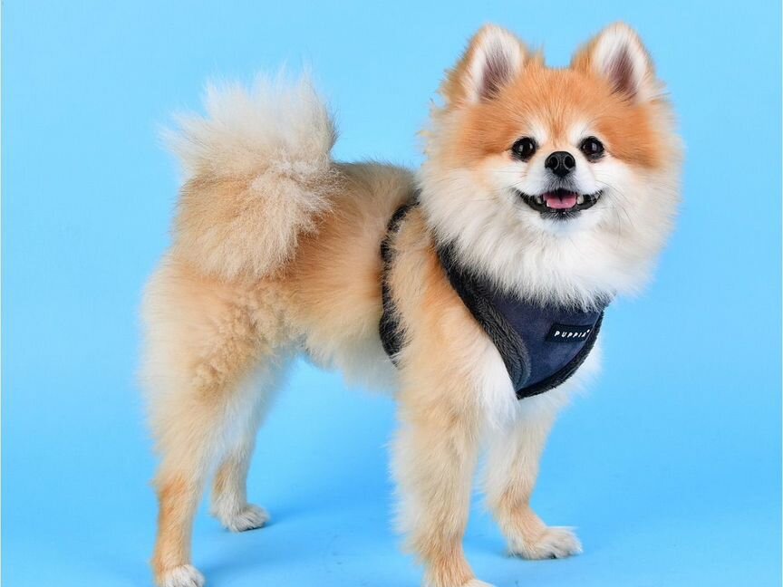 Puppia шлейка terry S