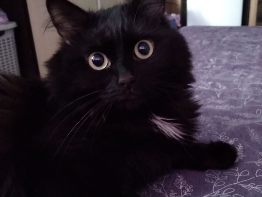 Любимый кот в заботливые руки