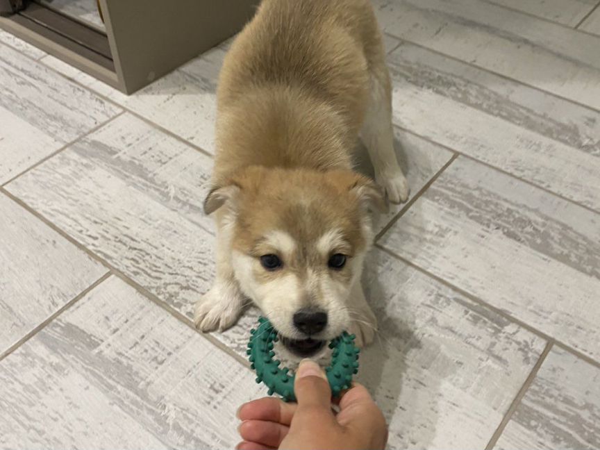 Щенки в добрые руки