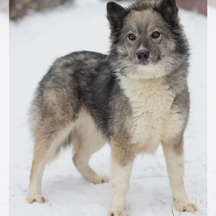 Небольшая пушистая собака