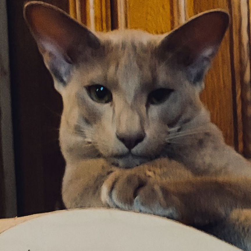 Ориентальные