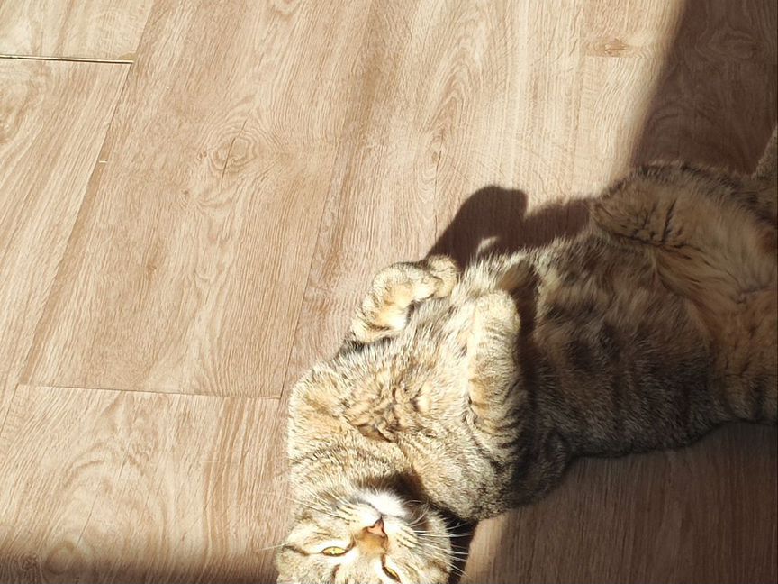 Кот отдам даром