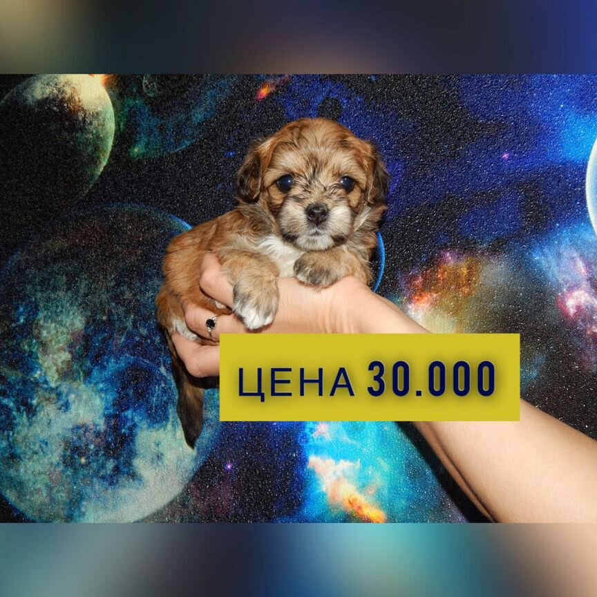 Щенки малтипу