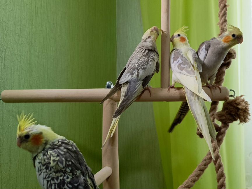 Кореллы,птенцы