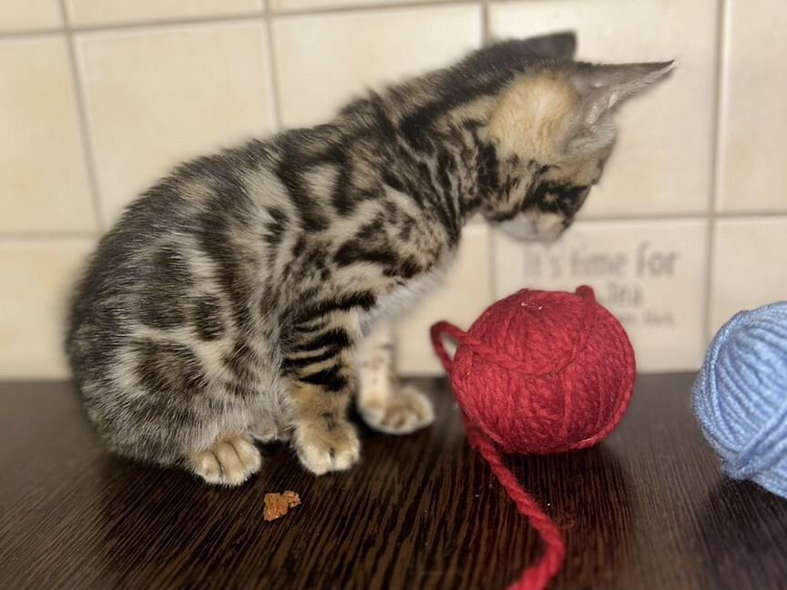 Бенгальская кошка