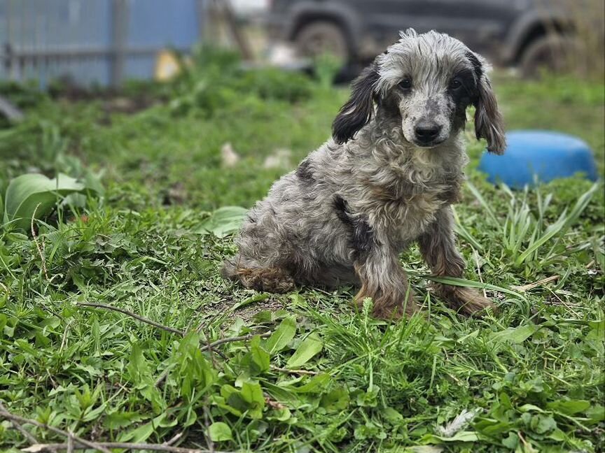 Мраморный пудель, мальчик