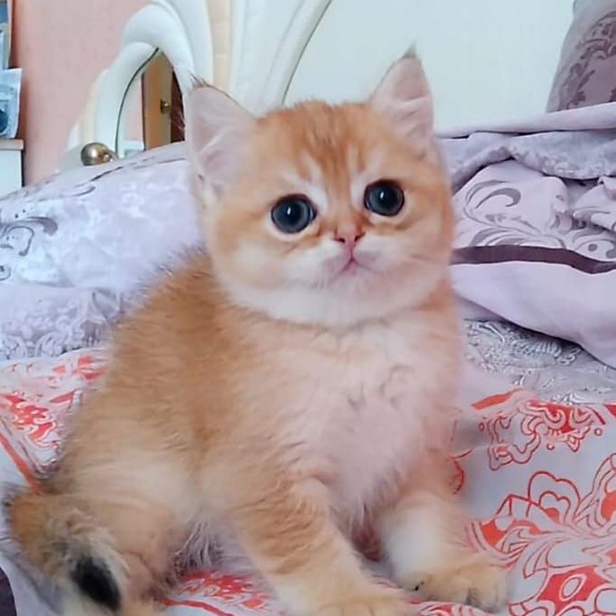 Шотландские котята