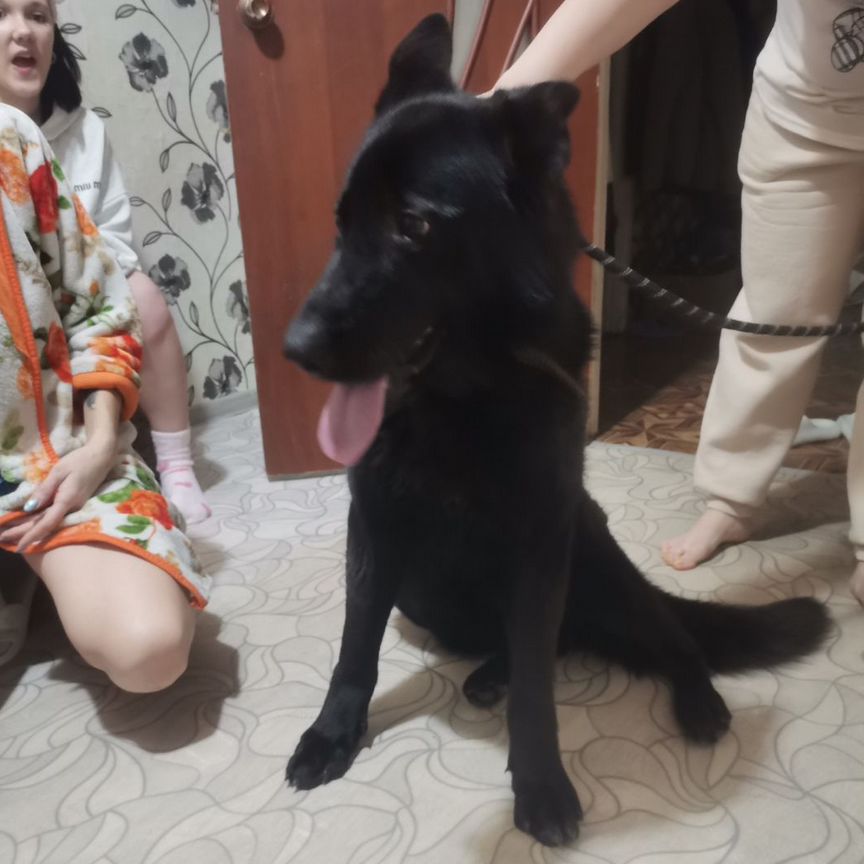 Немецкая овчарка, щенок