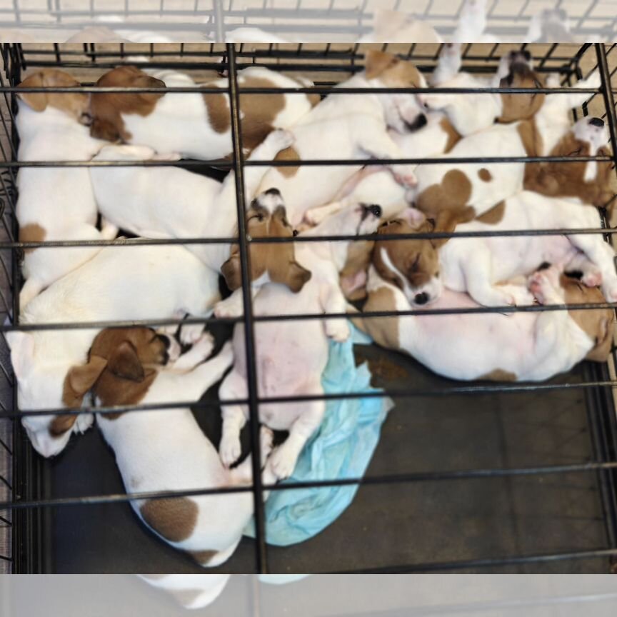 Джек-рассел-терьер, щенок