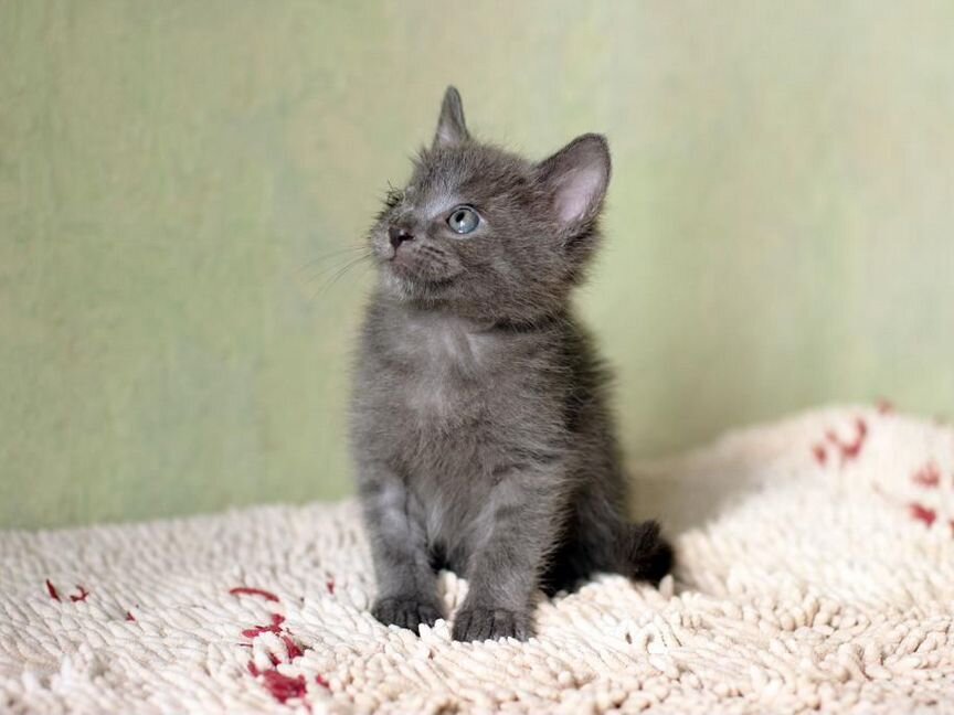 Котенок Пух 1.5 месяца