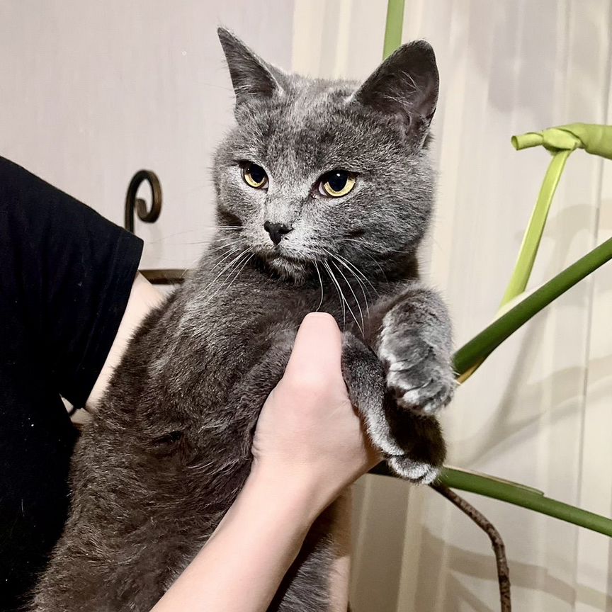 Молодой ласковый котик Грей