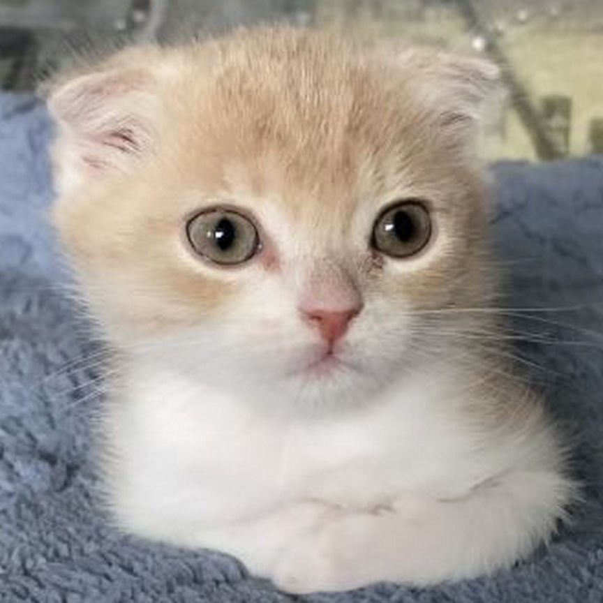 Вислоухие котята