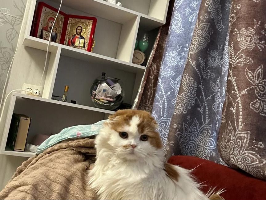 Хайленд фолд мальчик