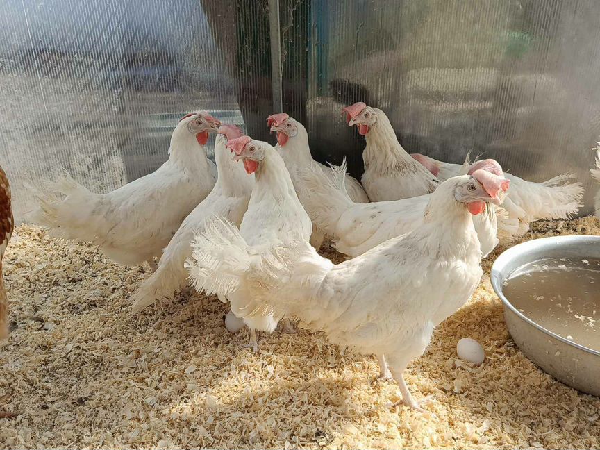 Куры на лето