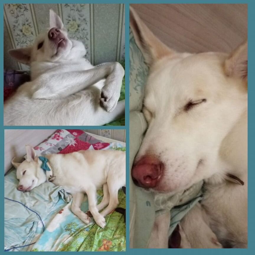 Отличный пес Хан ищет дом