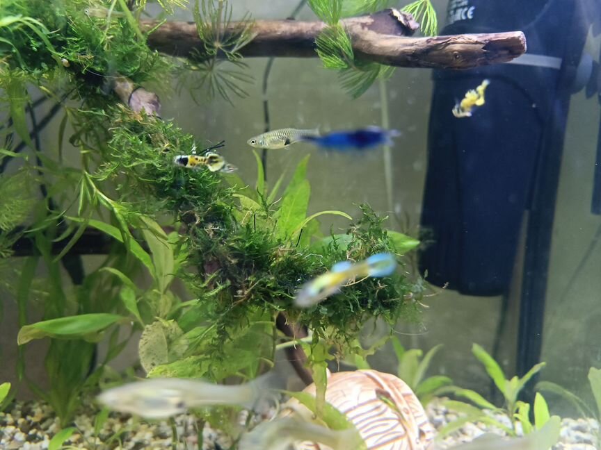 Гуппи Эндлера и аквариумные креветки