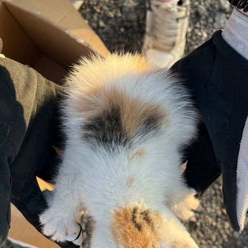 Отдам бесплатно котят