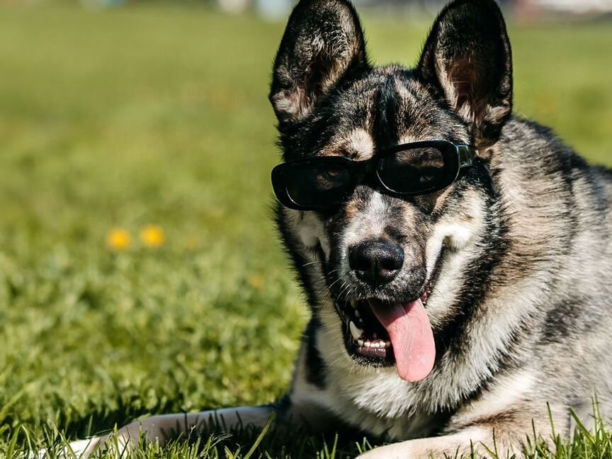 Собака в добрые руки отдам бесплатно