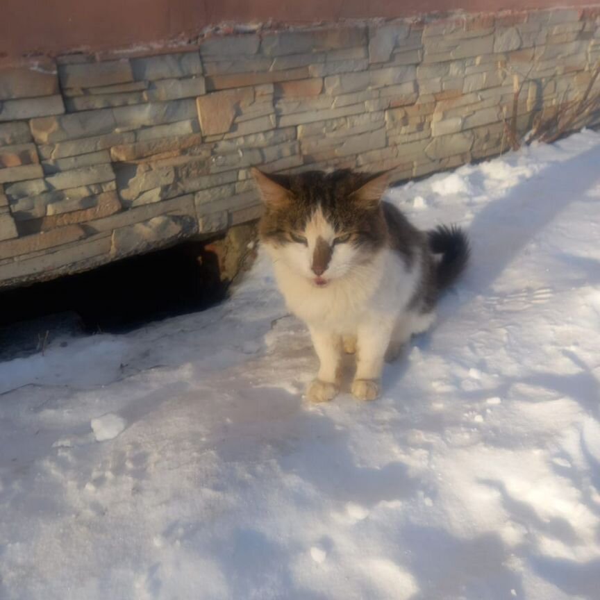 SOS. Котик замерзает