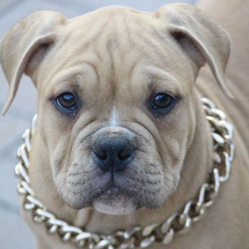 Породные,красивые щенки Американского Булли